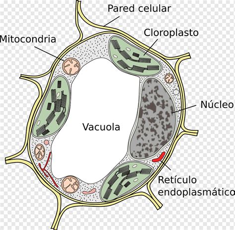 Diagrama De Célula Vegetal Etiquetado En Blanco Y Negro Endoplasmic