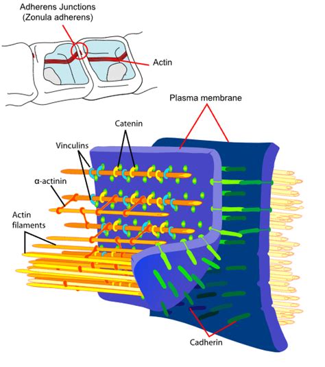 The Cell Cell Junctions Concise Medical Knowledge