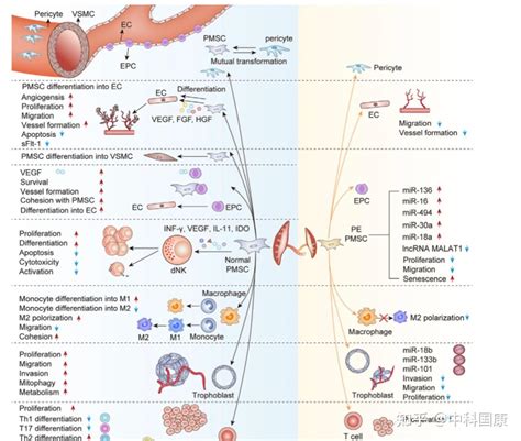 间充质干细胞在妊娠子痫前期的病理改变和治疗意义 知乎