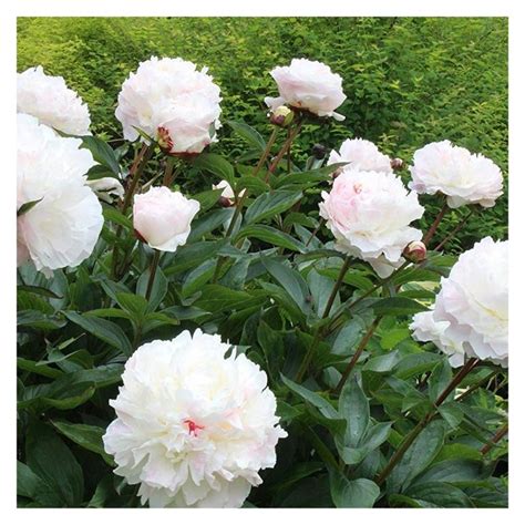 Paeonia Lactiflora Shirley Temple Classic White Peony