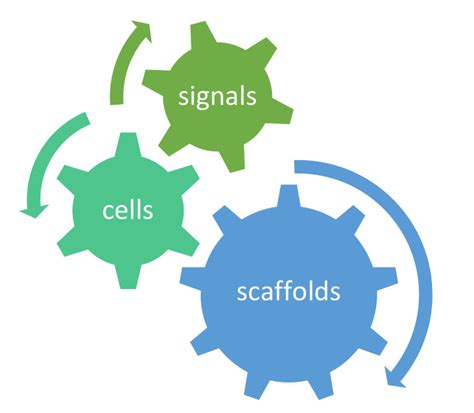 22 Tissue Engineering Triad Akter 2016 Download Scientific Diagram