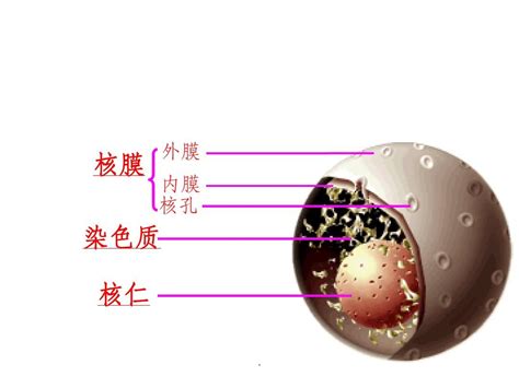 细胞核的结构和功能 文档之家