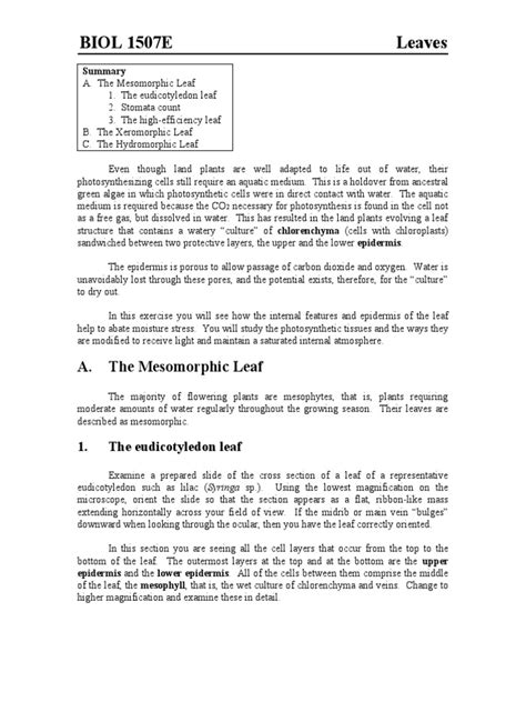 Adapting To The Environment A Comparison Of Leaf Structures In