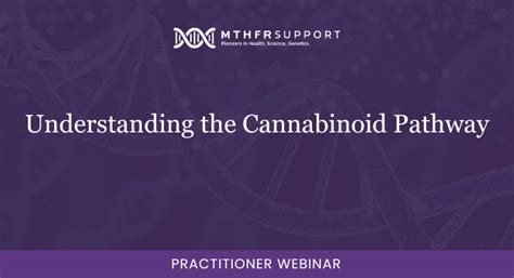Understanding The Cannabinoid Pathway Mthfr Support Australia