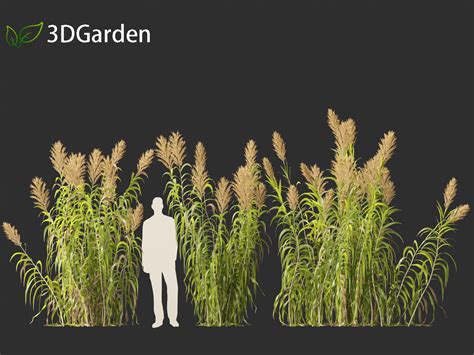 Arundo Donax Giant Reed 03 3d Model 3dgardenplants