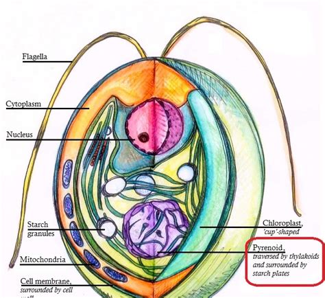 移植「葉」明珠！如何在高等植物葉綠體中置入蛋白核（pyrenoid）？