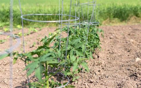 Determinate Tomatoes Discover Varieties Perfect For Compact Spaces