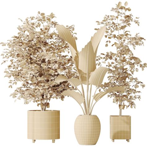 Av Indoor Plants Set 180 Alnus Alder Hazel Erle And Strelitzia Nicolai