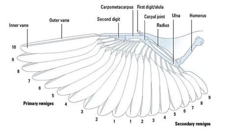 Bird Wing Anatomy And Design Teckning Animais Manualidades