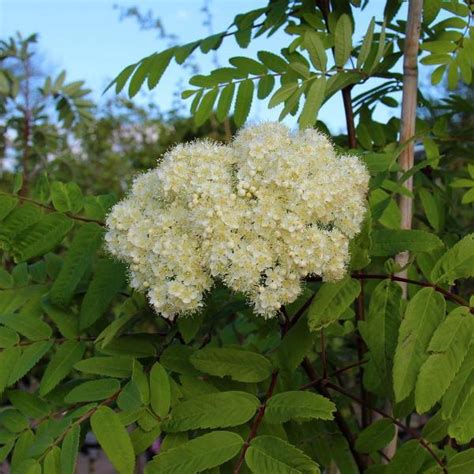Sorbus Aucuparia Beechmount Garden Centre