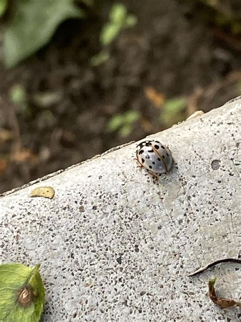 3468 Best Ladybug Images On Pholder Rwby Real Life Shinies And Aww