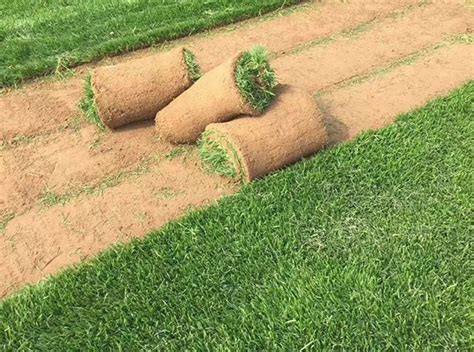 草地早熟禾常用的品种有哪些 藤本月季网