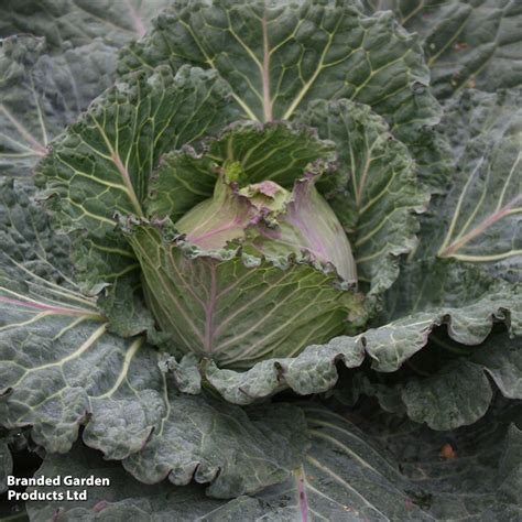 Cabbage Marabel F1 Seeds Dobies