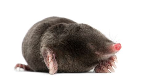 Mole Control And Prevention Tips Rose Pest Solutions