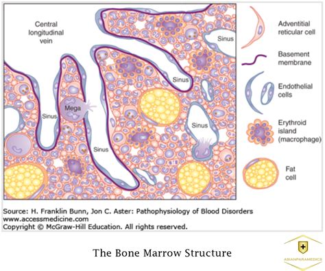Bone Marrow Asian Paramedics