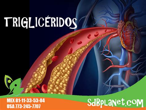 Dr Christian Cornejo ¿quÉ Son Los TriglicÉridos