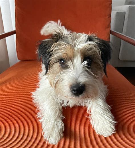 Long Haired Jack Russell Terriers Low Shedding High Energy Companions