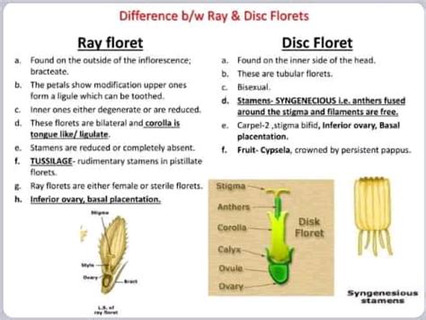 Key Characters Of Some Major Angiosperm Families