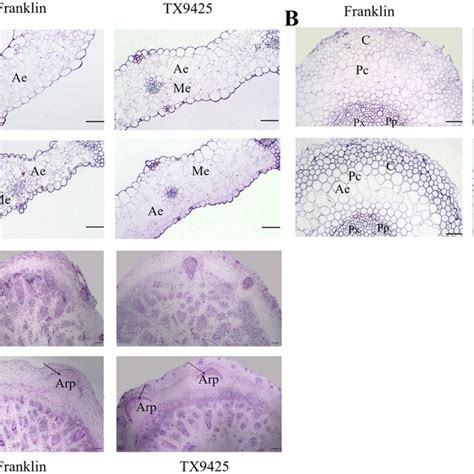 Transverse Of Leaf Adventitious Root And Root Nodal Between