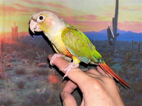 Pineapple Green Cheek Conure For Sale