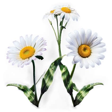 Download Simple Daisy Png 06202024