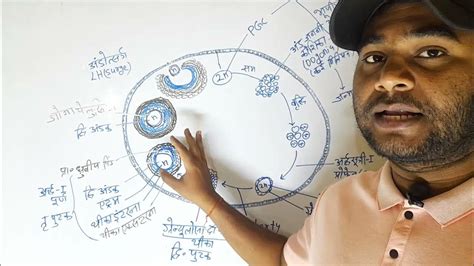 Oogenesis Ovum Formation Female Gamete Formation Oogenesis Youtube