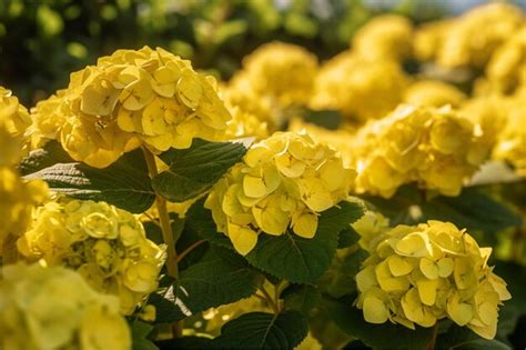 Premium Ai Image Yellow Hydrangea Flowers On A Background Of Green Leaves