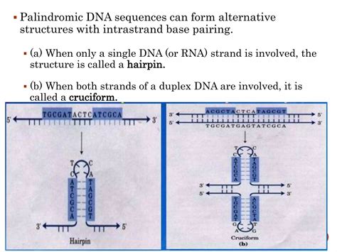 Deoxyribonucleic Acid Dna Pptx