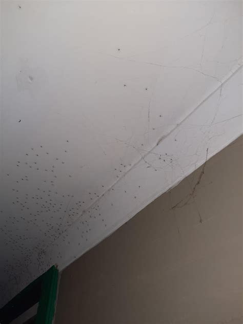 Please Help Me Army Of Tiny Spiders Rspiders