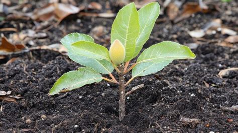 A Budding Beauty The Promise Of New Growth Captured In A Young Tree
