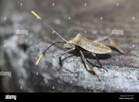 A Detailed Macro Photograph Of A Yellow Legged Leaf Footed Bug Mictis