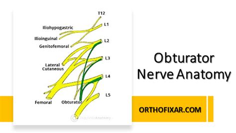Obturator Nerve Anatomy Orthofixar