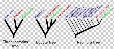 Eocyte Hypothesis Neomura Common Descent Evolution Gram Positive
