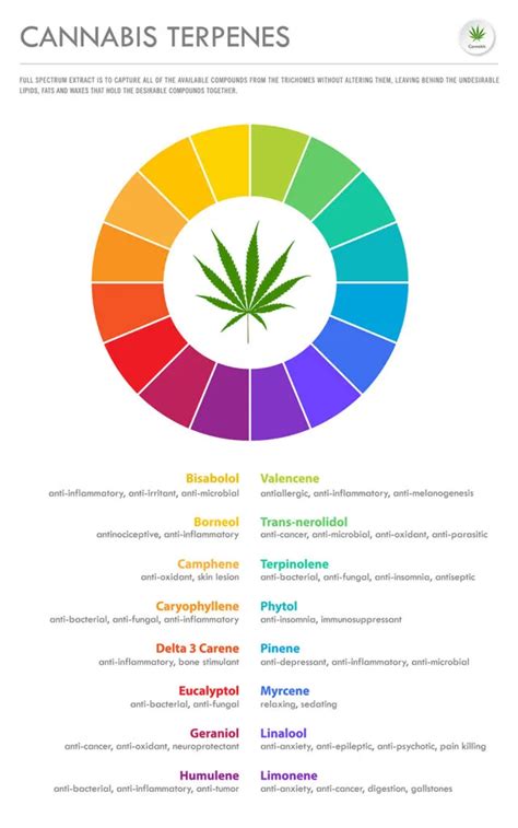 Terpenes And Their Effects