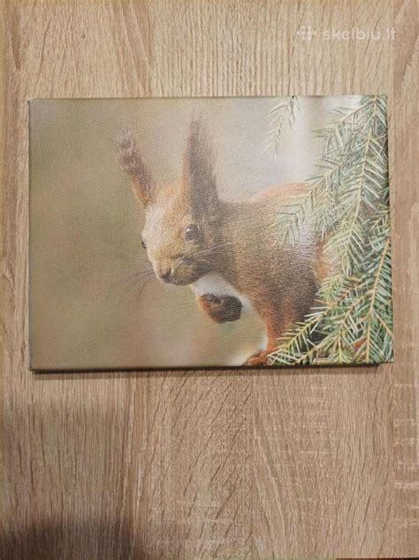 Paveikslėlis Su Voveryte 3€ Skelbiu Lt