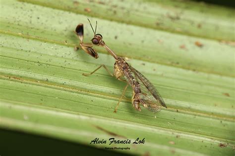 Neuroptera Antlions Lacewings Mantidflies And Allies Biodiversity