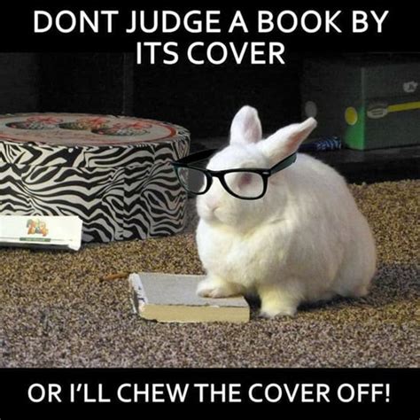 50 Funny Rabbit Pictures to Make You Smile