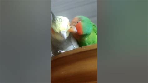 چیچک درحال نوازش😂 Youtube