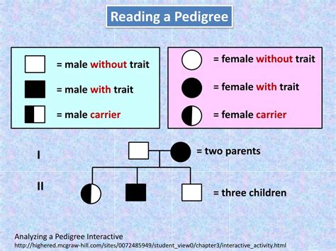 Ppt Lesson 18 Using Punnett Squares And Pedigrees Powerpoint Presentation Id 2728084