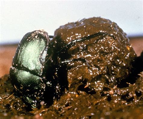 Dung Beetles In Cattle Wormboss