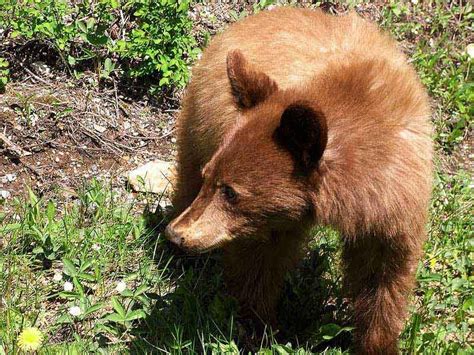 Adorable Cinnamon Bear Cub In Alberta