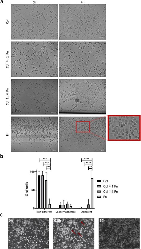 Selection Of A Biomimetic Basement Membrane Analogue A Testing Of