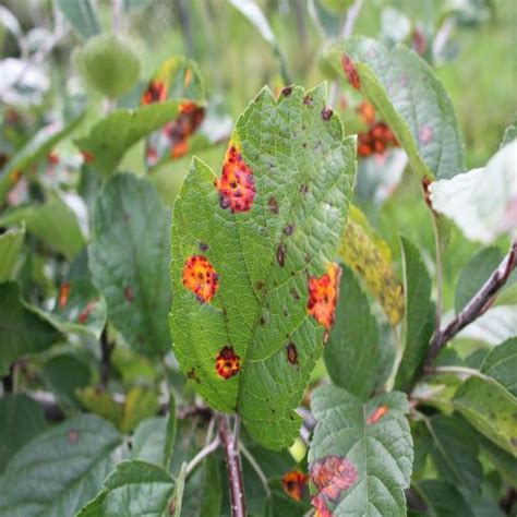 Plant Desease Detection Roboflow Universe