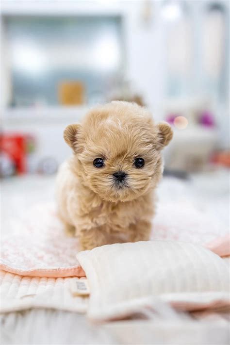 Blossom Bettys Teacup Puppies Inc