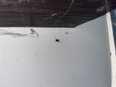 Found This Spider In My Gfs Room R Spiders