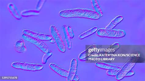 Gram Stain High Res Illustrations Getty Images