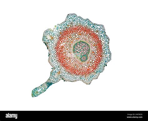 Microscopic Cross Section Of Plant Stem Showing Cells Botanical Education Image With Detailed