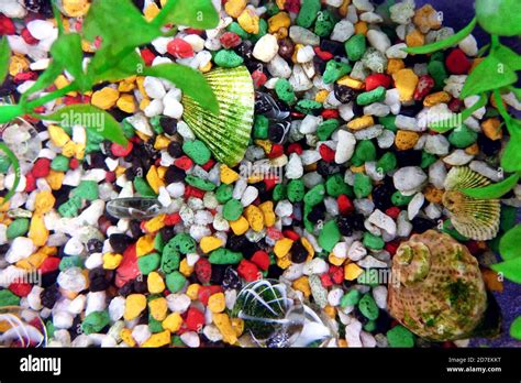 Aquarium Background Top View Texture Of Colored Stones Aquarium
