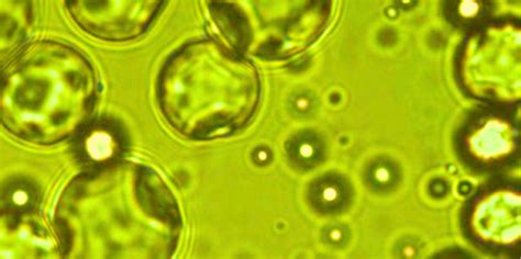 Development Of Microcapsules Without Microplastic