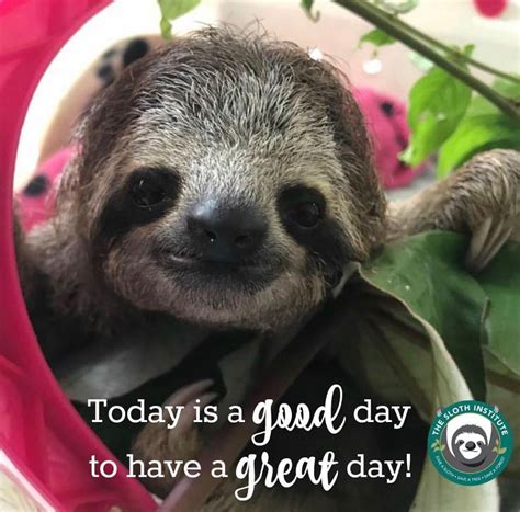 Morning Sloth Memes Happy New Year Sloth Meme Tiktok